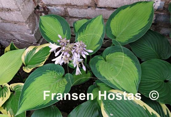 Hosta Margie's Angel - Fransen Hostas